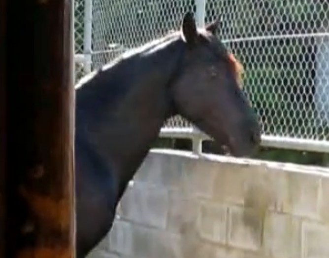 Stereotypies | Equine Dental Vets | Global